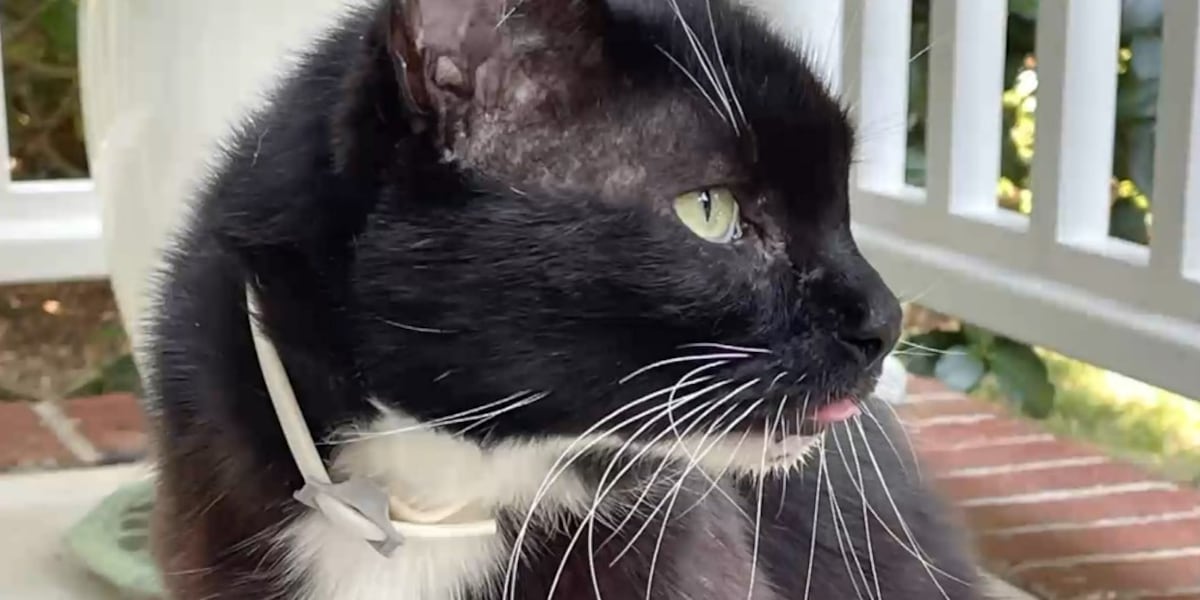 Womans Missing Cat Found 10 Years Later More Than 1 000 Miles From Home