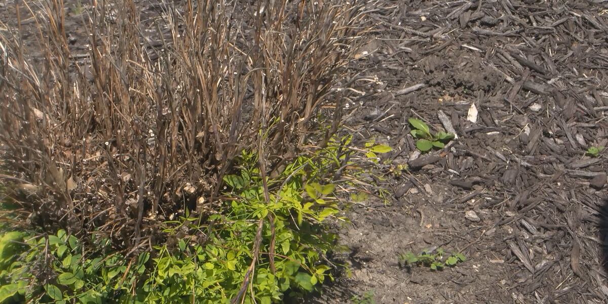 Good Question: Why are there so many dead bushes? Good Question: Why are there so many dead bushes?